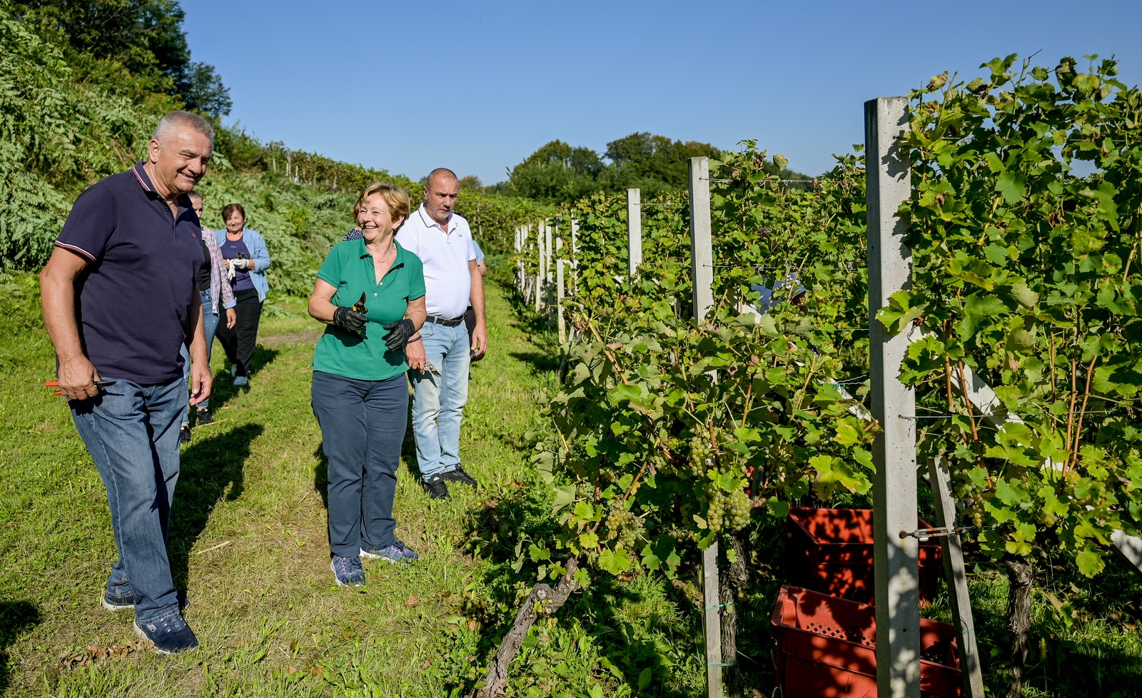 Županijska berba u Vinogradima Ludbreškim: “Danas je dan za koji smo radili cijelu godinu ...